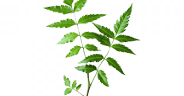 Neem Products